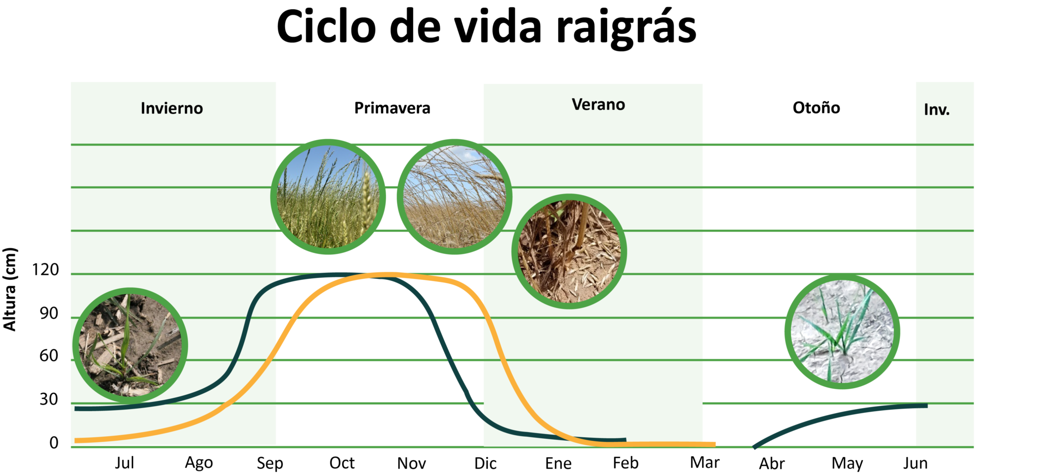 Raigrás – Maleza en foco