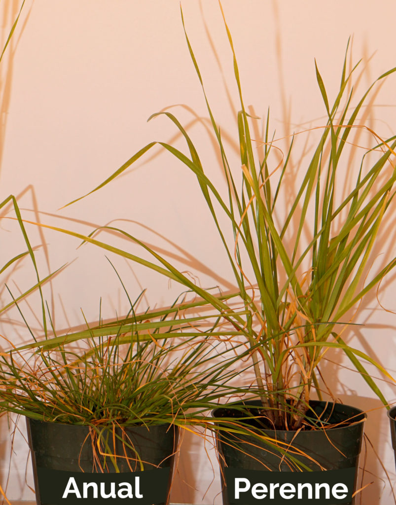 Raigrás – Maleza en foco