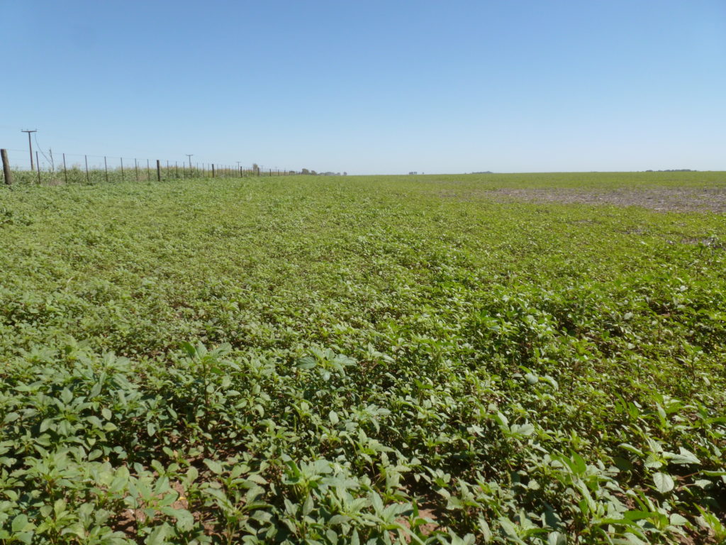 Yuyo colorado Palmeri – Maleza en foco