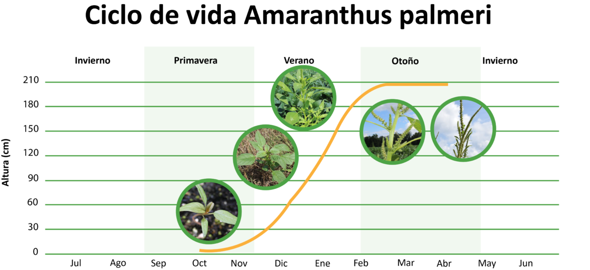 Yuyo colorado Palmeri – Maleza en foco