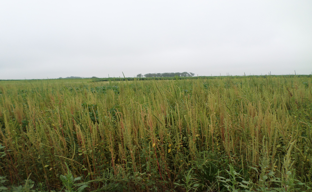 Yuyo colorado Palmeri – Maleza en foco