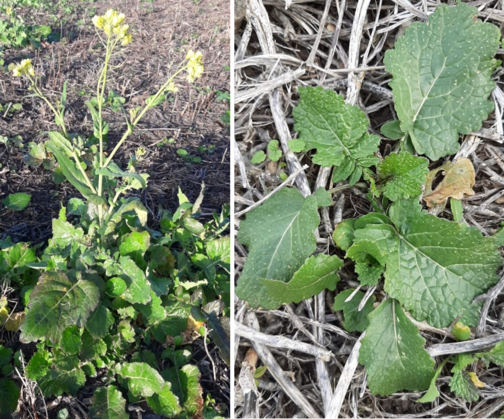 Nabo Silvestre – Maleza en foco