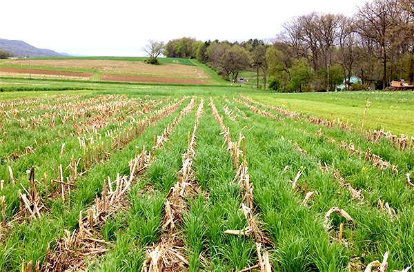 Yuyo colorado – Maleza en foco